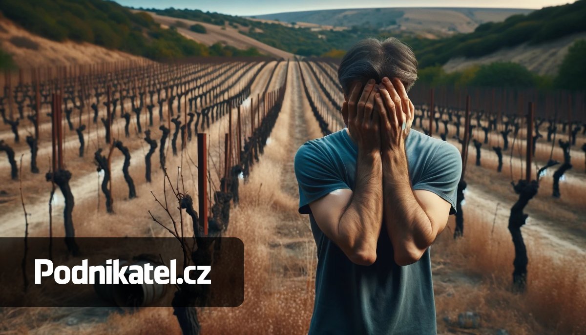 Skončil jsem v slzách. Celá vinice je mrazem spálená, říká malý vinař z ...