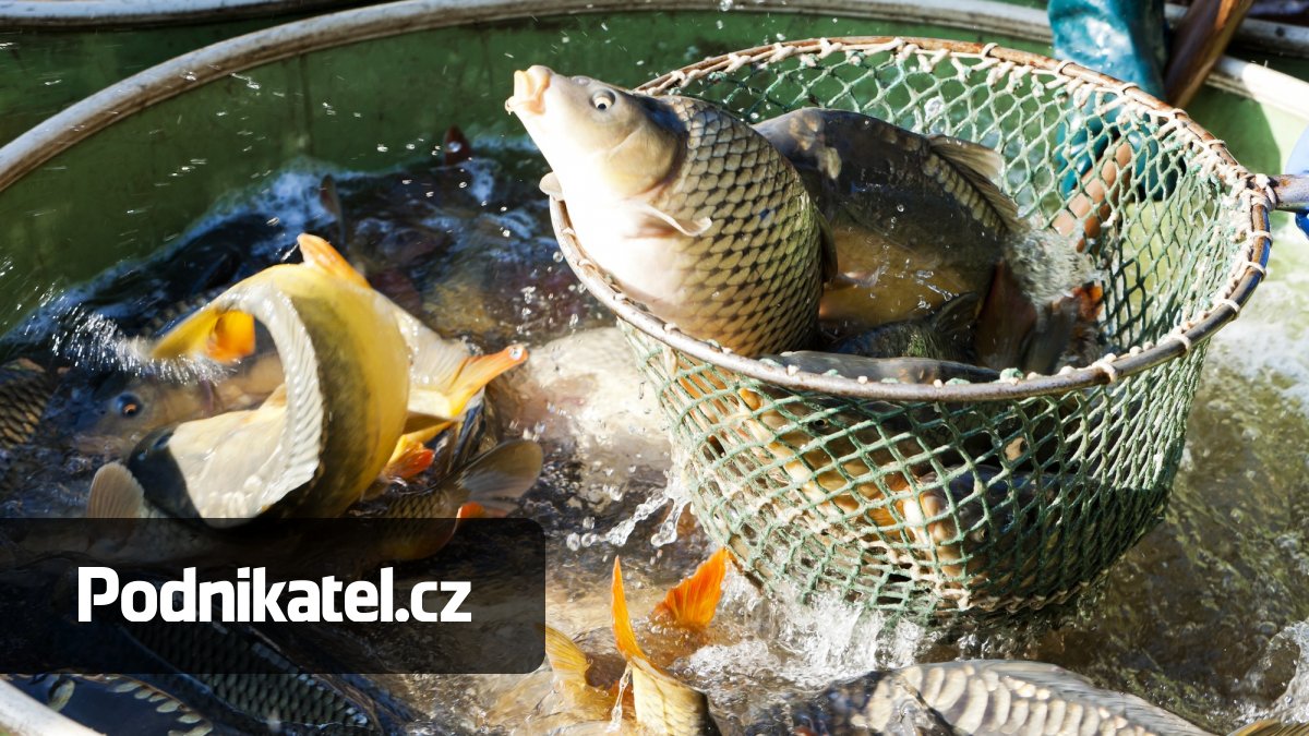 Na podporu rybářství šlo 843 milionů korun. Spotřeba ryb se ale ...