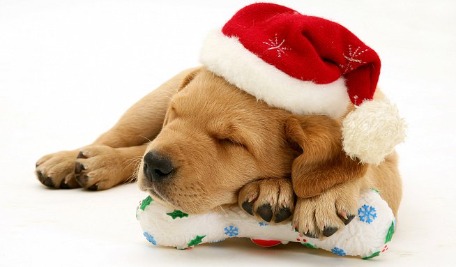 Nejhorší vánoční dárek? Levný pejsek z množírny - Vitalia.cz