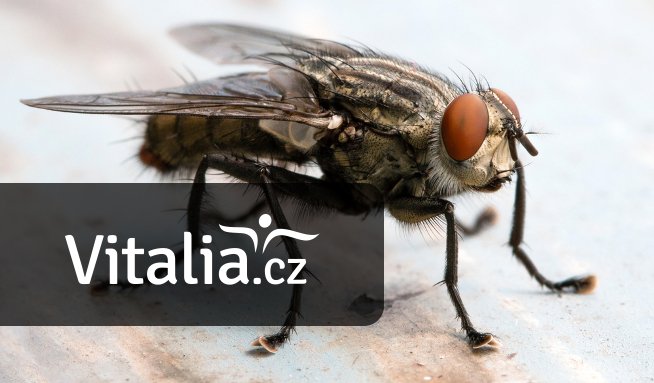 Hmyz, který má potenciál stát se potravinou? Mouchy - Vitalia.cz
