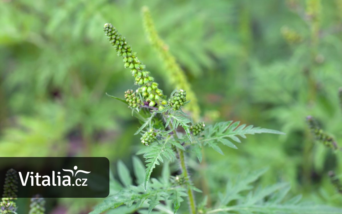 Nemáte náhodou alergii na tuhle kytku? Dříve tu nerostla, hodně lidem ...