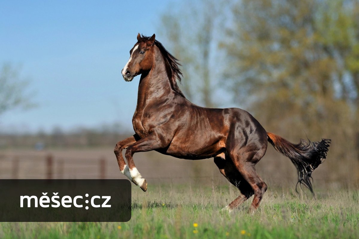 Troubíte na koně? Riskujete pokutu za týrání zvířat - Měšec.cz