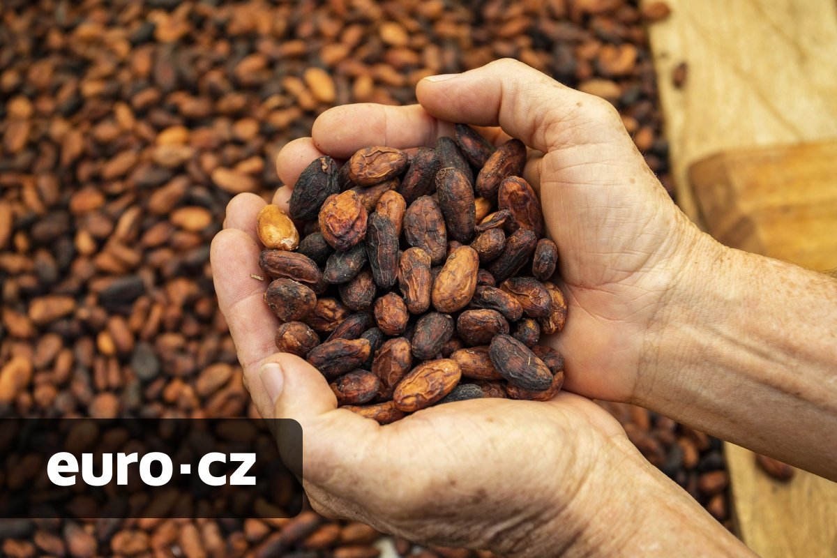 Ceny kakaa se vyšplhaly na nová rekordní maxima. Může za to hlavně ...