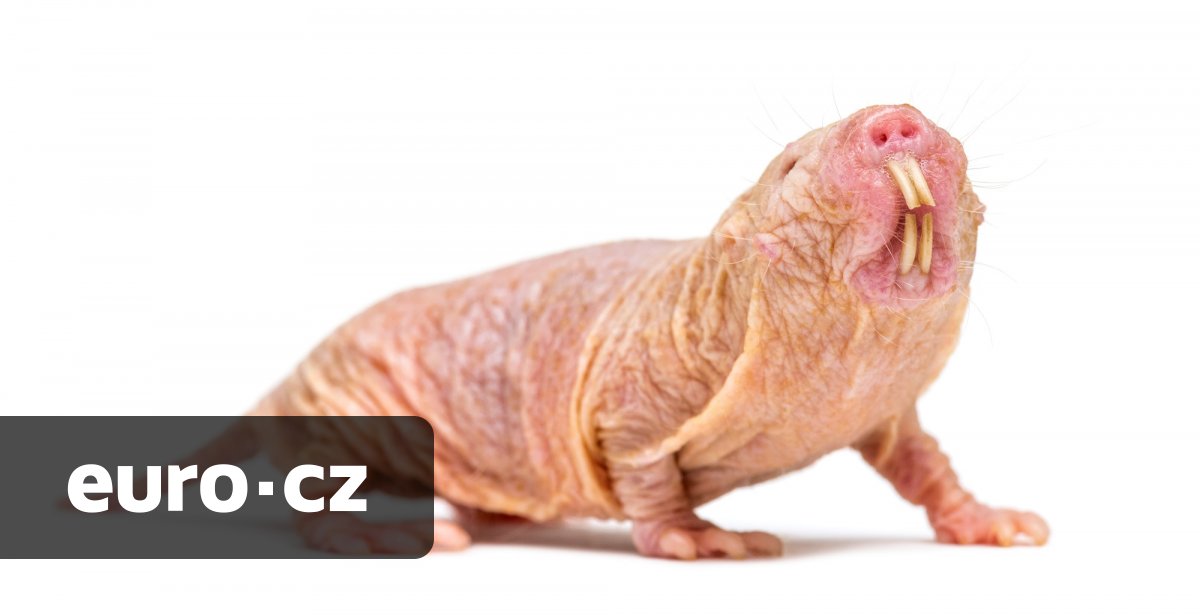 Odhalí vědci recept na dlouhověkost? Výzkum rypošů lysých ukázal, že ...