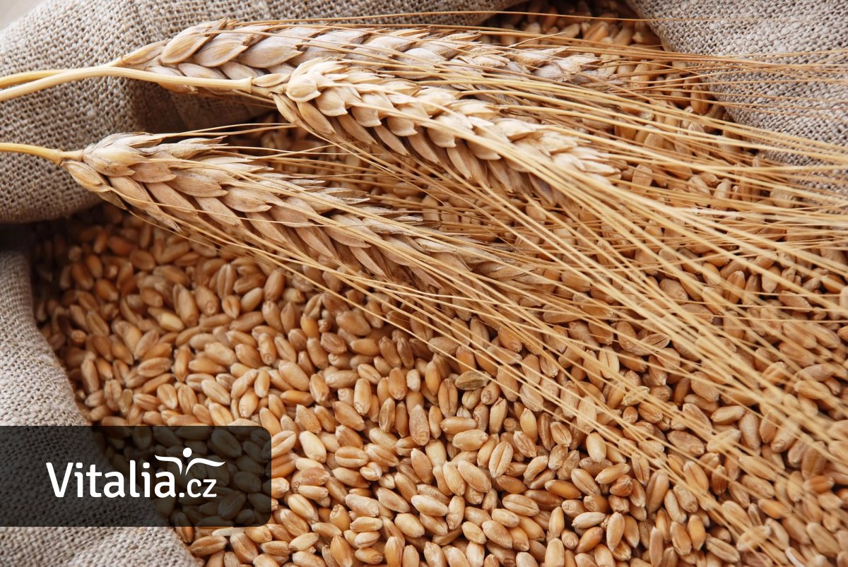 Není pšenice jako pšenice. Tahle obsahuje dvakrát více bílkovin než ...