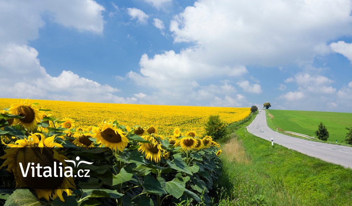 Víte, že i květy slunečnice léčí? - Vitalia.cz