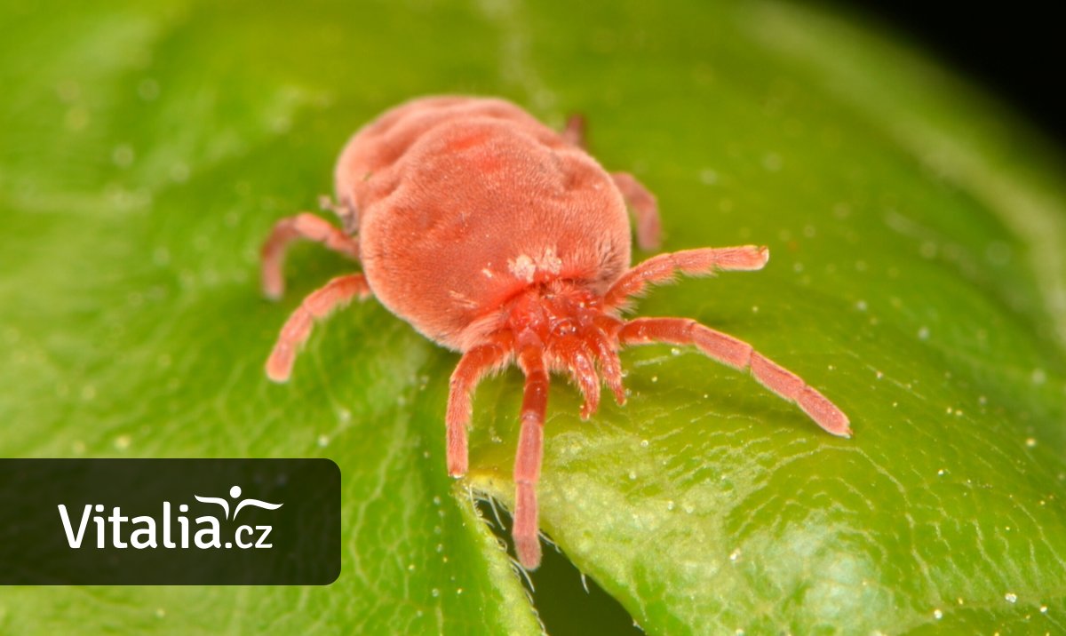 Příčinou nepříjemné vyrážky mohou být sametky. Larvy hodují na kůži až ...