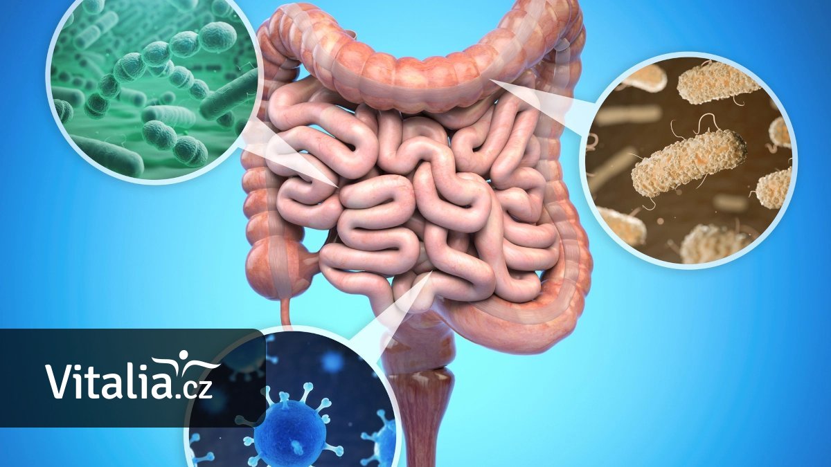 Jak si konečně zapamatovat, jak se liší probiotika a prebiotika a k čemu jsou dobrá - Vitalia.cz
