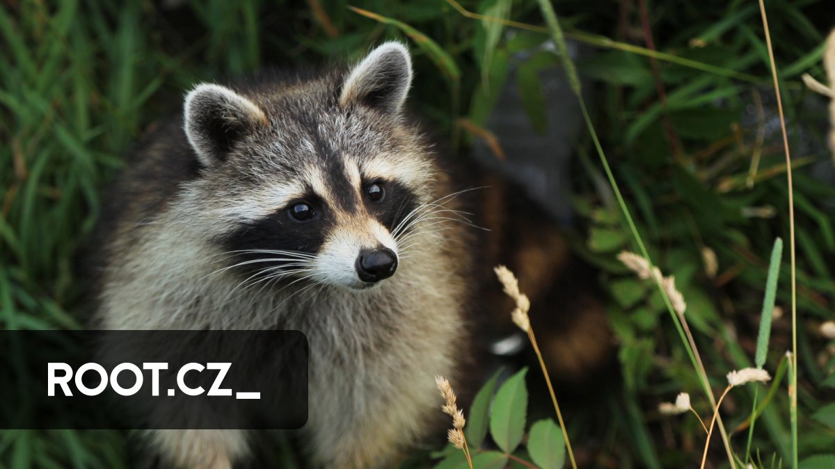 Ubuntu 26.04 Resolute Raccoon má první vývojový snapshot - Root.cz