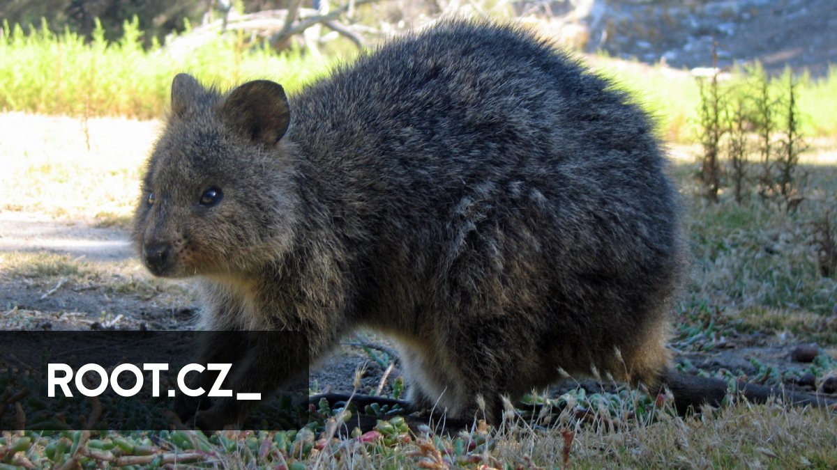 Ubuntu 25.10 se bude jmenovat Questing Quokka - Root.cz